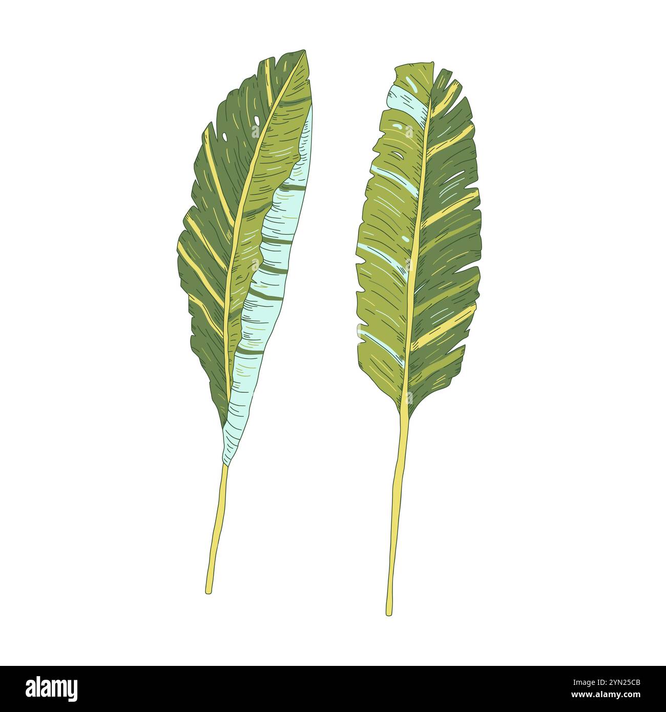 Stylized banana tree Stock Vector Images - Alamy