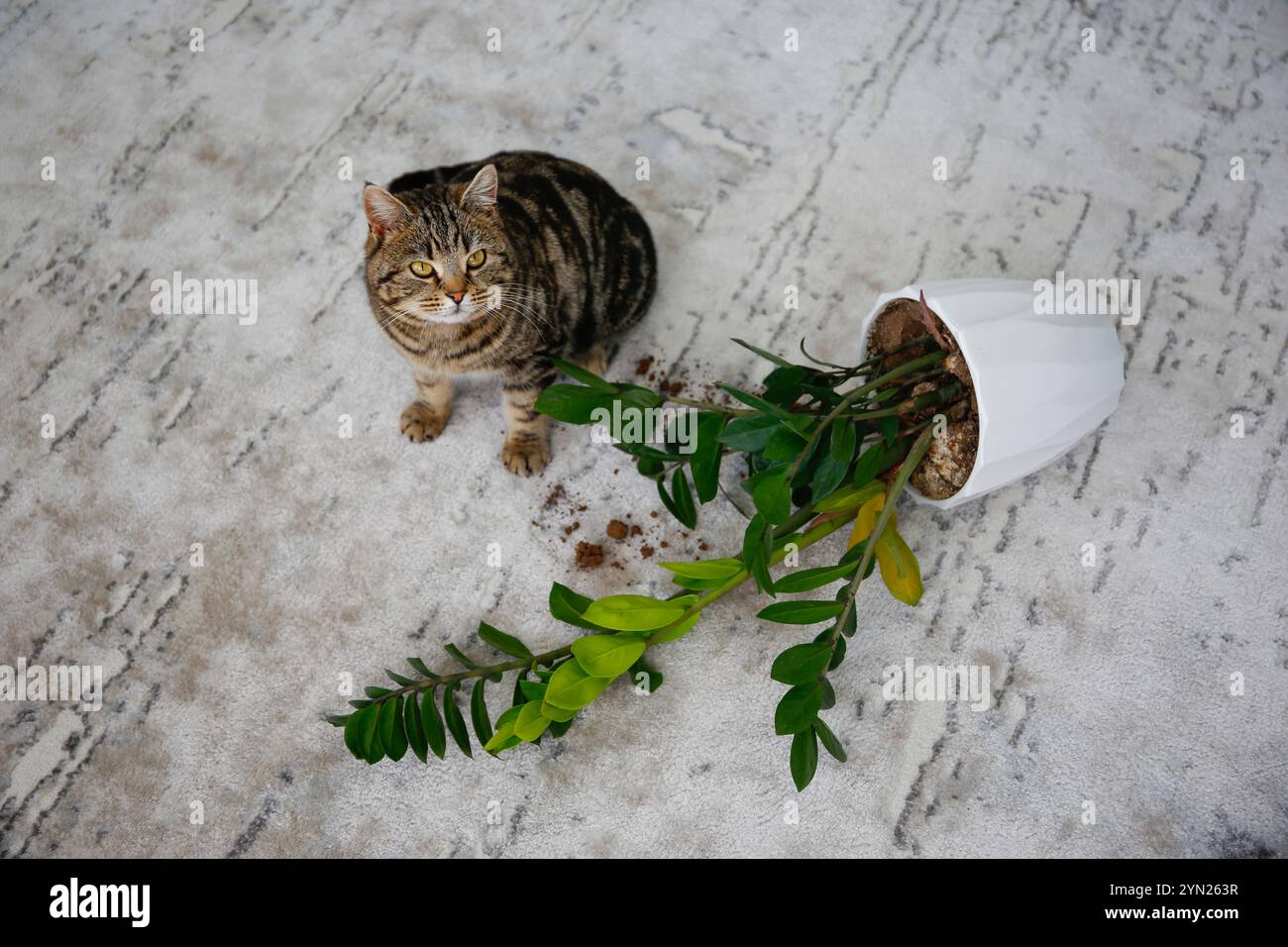 The cat overturned a pot with a flower on the floor Stock Photo - Alamy