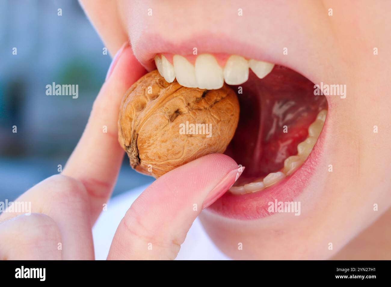 A teenager cleans a walnut shell with his teeth Stock Photo - Alamy