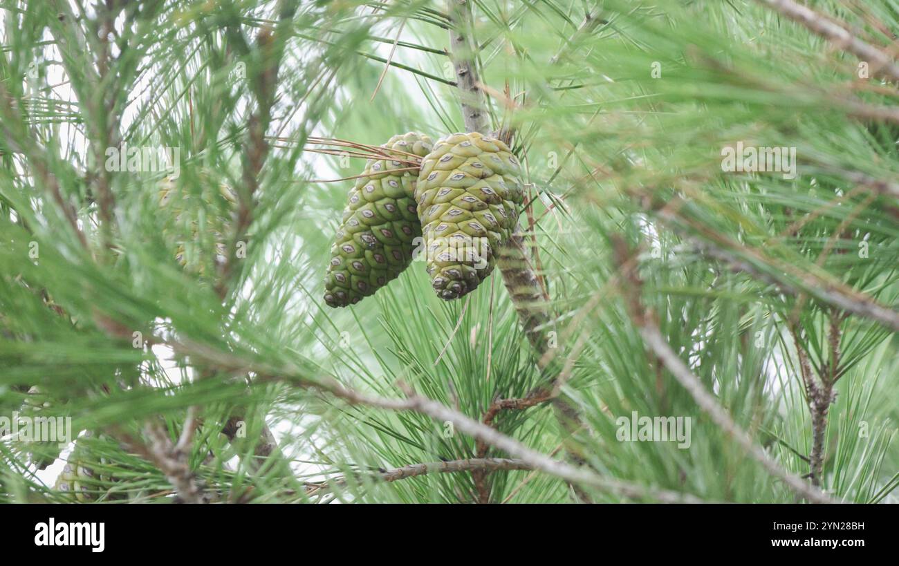 Two immature green pine cones hang from a branch of a pine tree ...