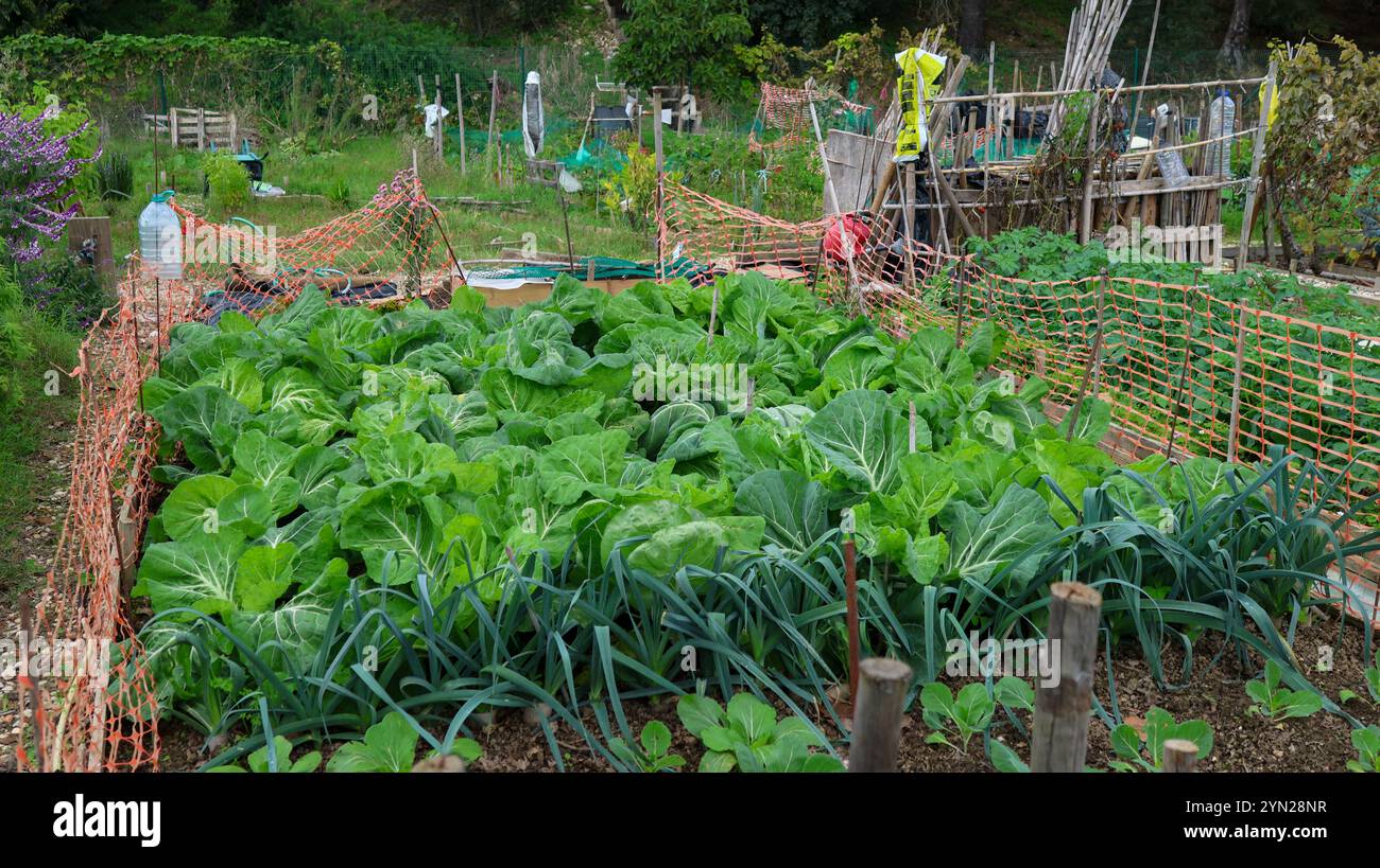 Leafy green vegetables thriving in a community garden plot, protected ...