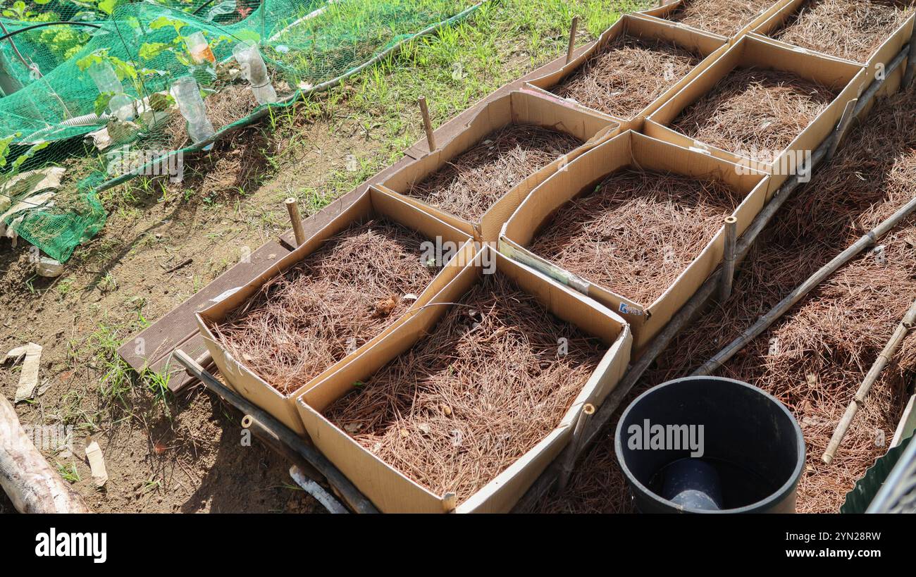 Pine needle mulch being used as soil in cardboard boxes to start ...