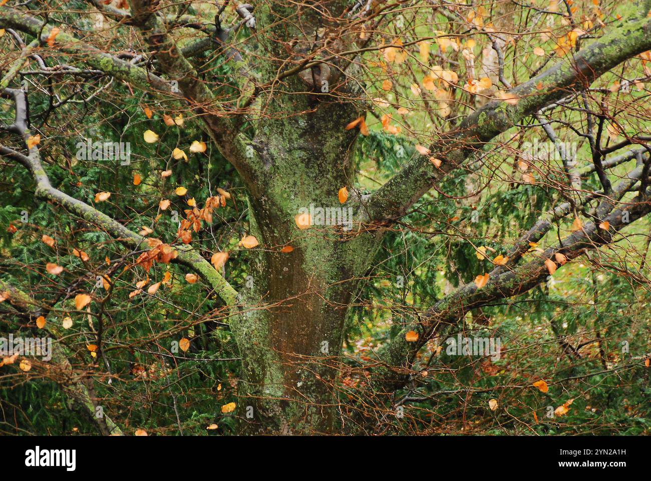 Copenhagen/ DenmarK/24 Nov.2024/ rain fall weather and folour ful fall ...