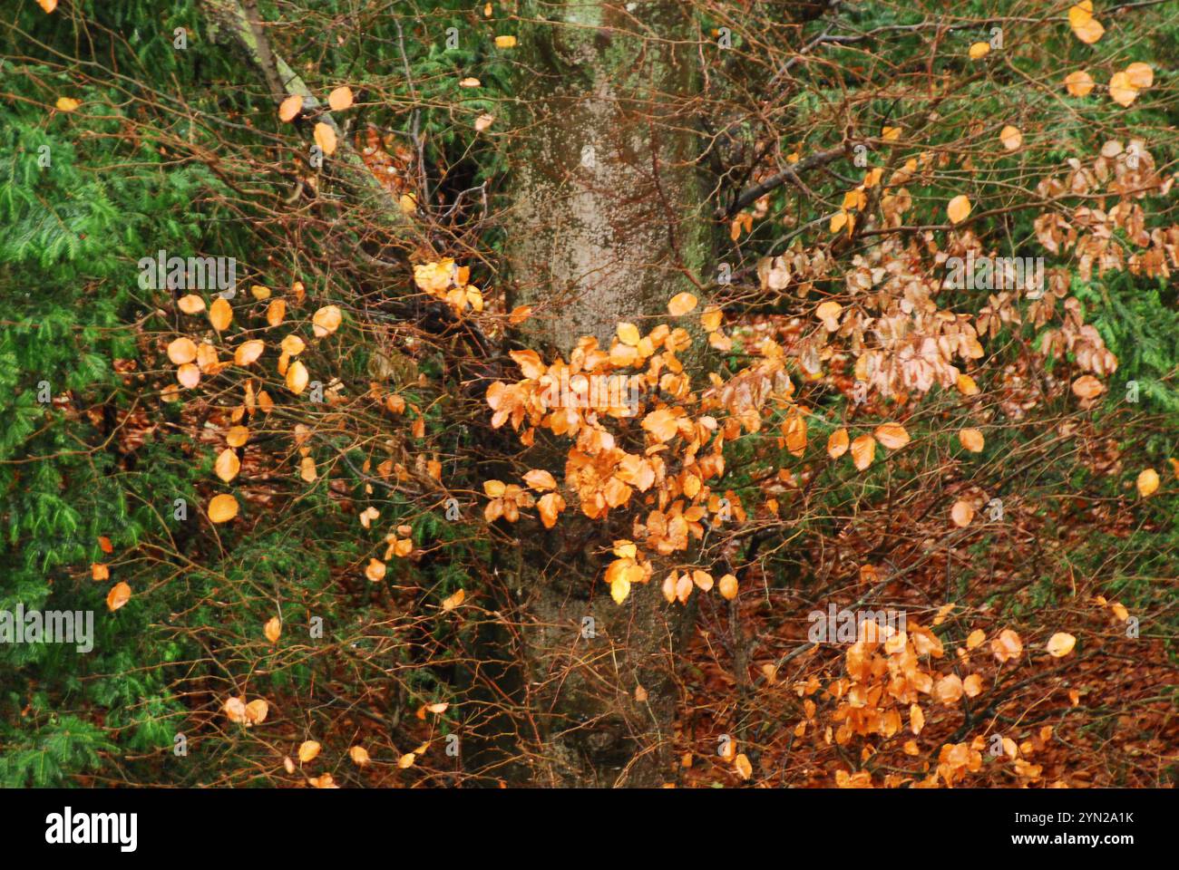 Copenhagen/ DenmarK/24 Nov.2024/ rain fall weather and folour ful fall ...