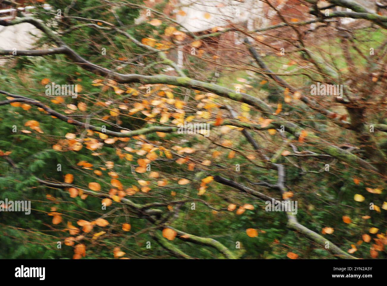 Copenhagen/ DenmarK/24 Nov.2024/ rain fall weather and folour ful fall ...