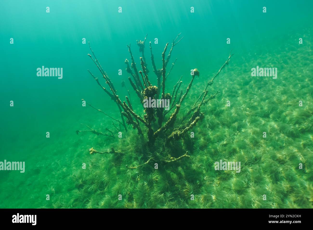 Underwater photography of a dead tree at the bottom of the Rummu quarry ...
