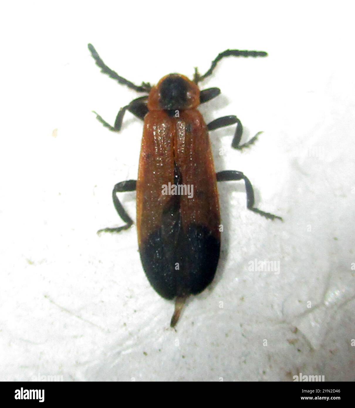 Net-winged Beetles (Lycidae Stock Photo - Alamy