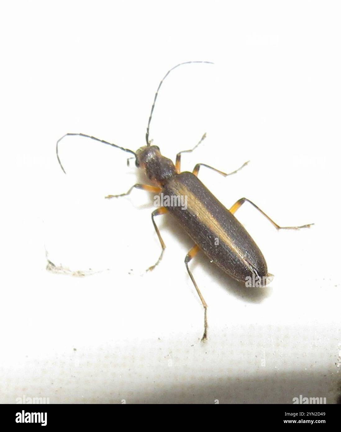 False Blister Beetles (Oedemeridae Stock Photo - Alamy