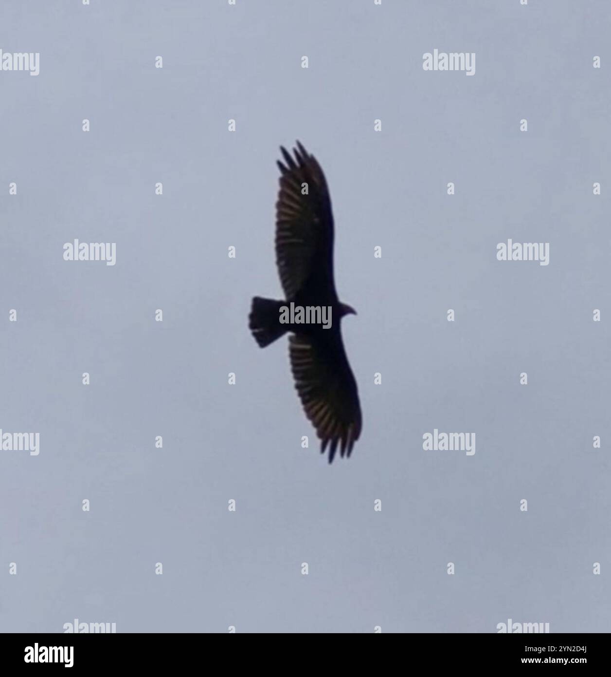 Turkey and Yellow-headed Vultures (Cathartes Stock Photo - Alamy