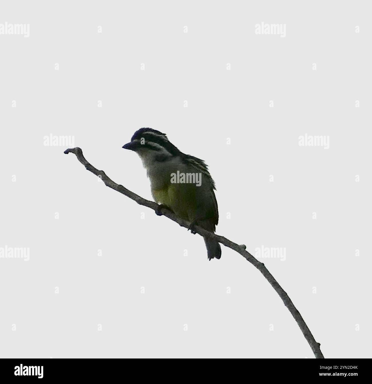 Pogoniulus bilineatus hi-res stock photography and images - Alamy