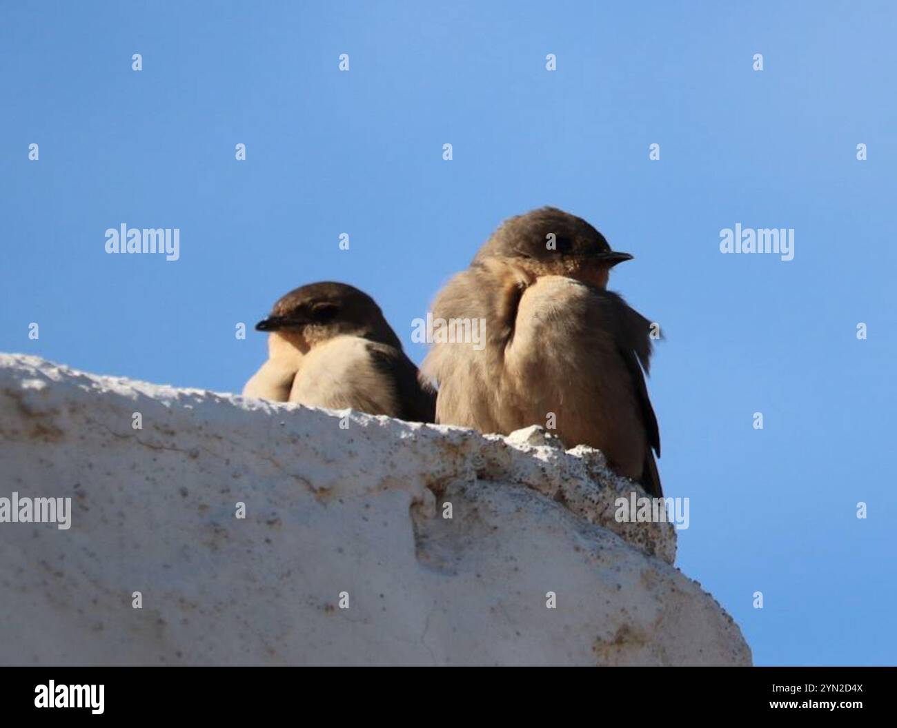 Southern crag-martin (Ptyonoprogne fuligula Stock Photo - Alamy