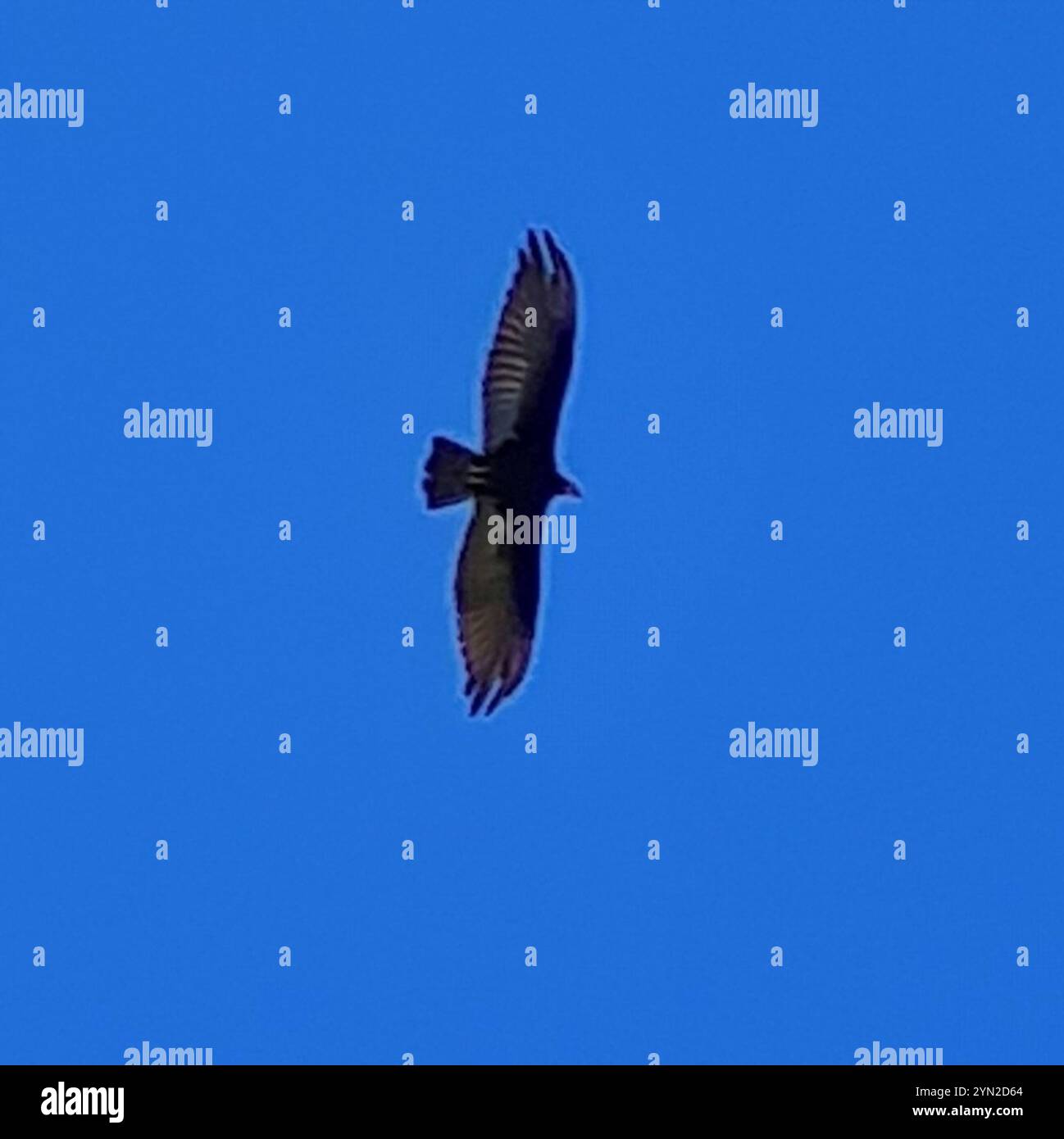 Turkey and Yellow-headed Vultures (Cathartes Stock Photo - Alamy