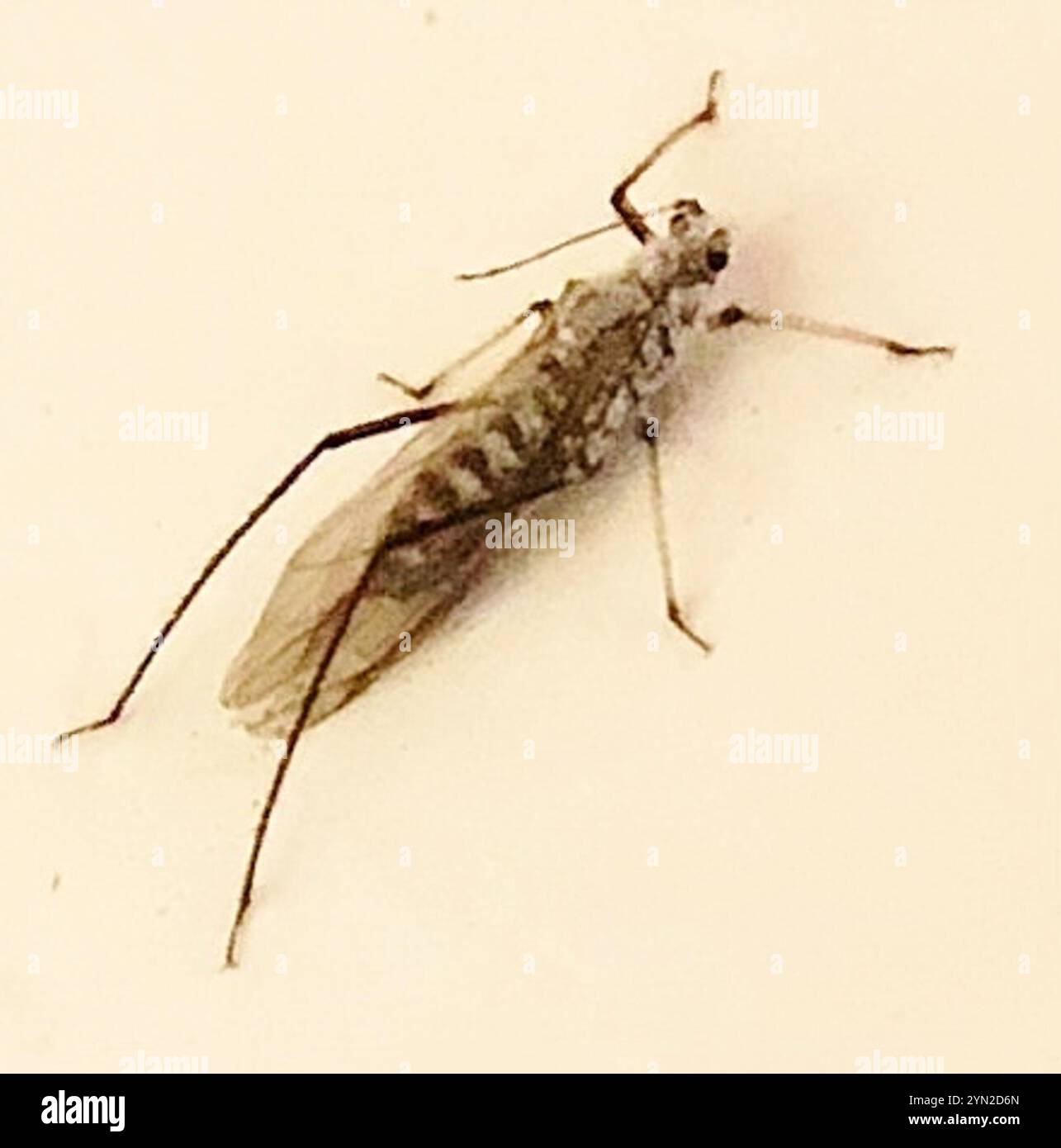 Eulachnus rileyi hi-res stock photography and images - Alamy