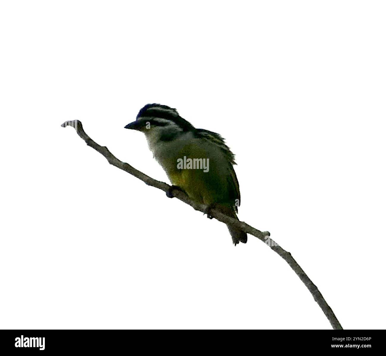 Pogoniulus bilineatus hi-res stock photography and images - Alamy