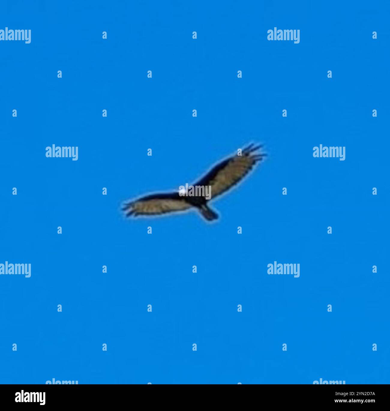 Turkey and Yellow-headed Vultures (Cathartes Stock Photo - Alamy