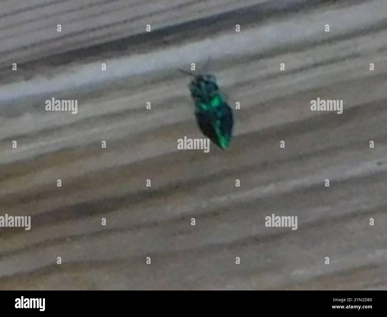 Dilemma Orchid Bee (Euglossa dilemma Stock Photo - Alamy