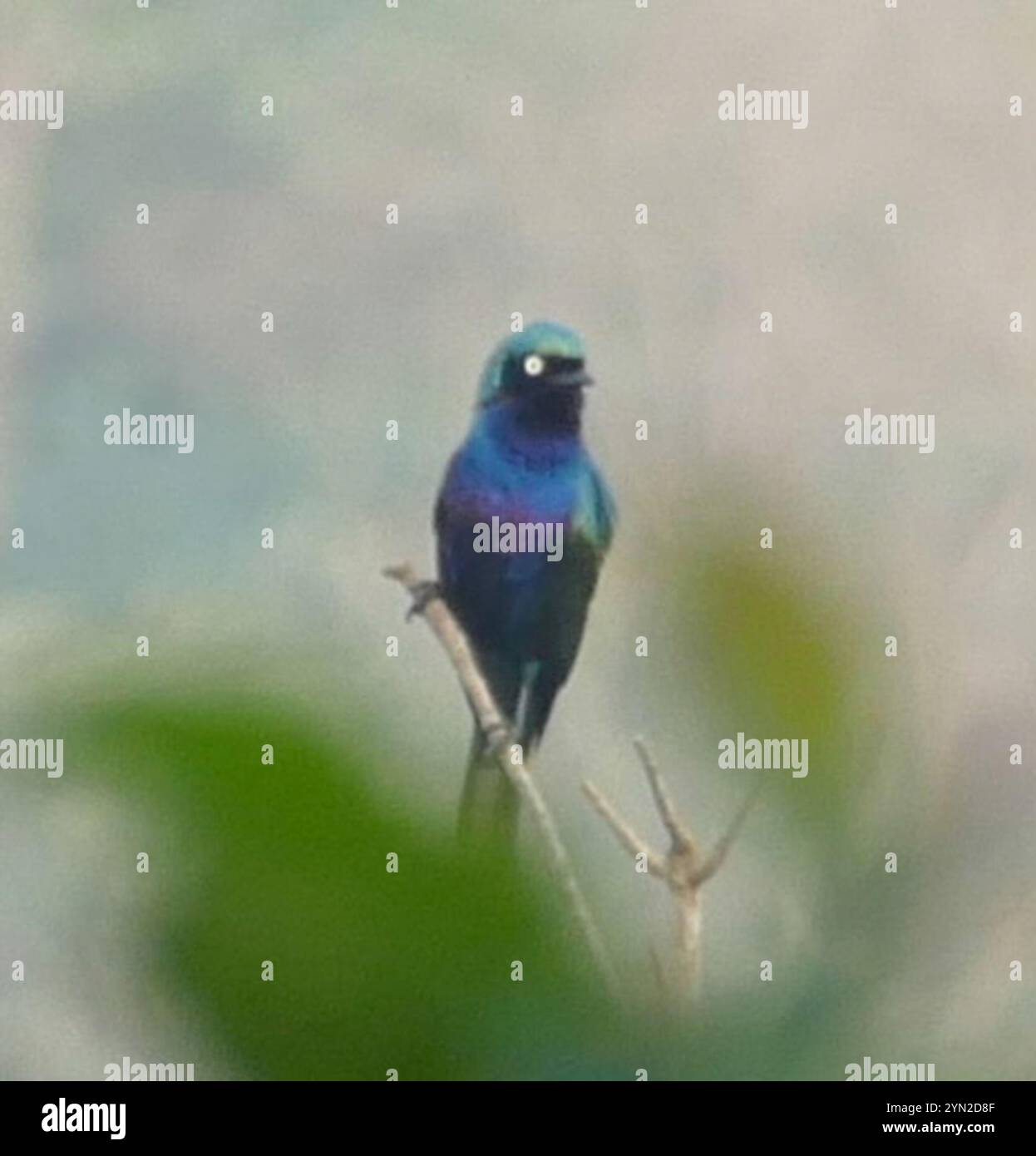 Splendid starling hi-res stock photography and images - Alamy