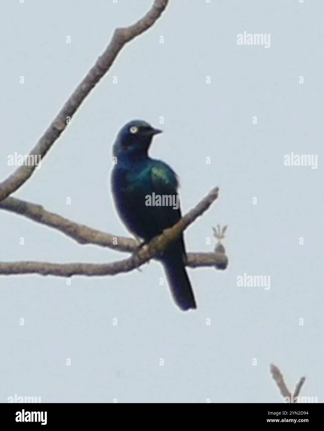 Splendid starling hi-res stock photography and images - Alamy