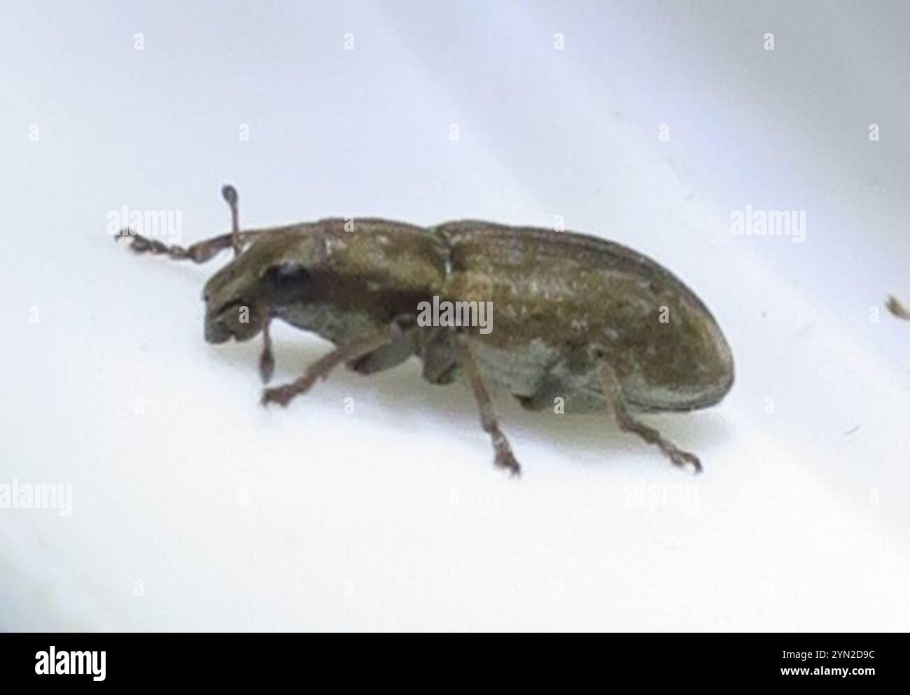 Clover root weevil (Sitona lepidus Stock Photo - Alamy