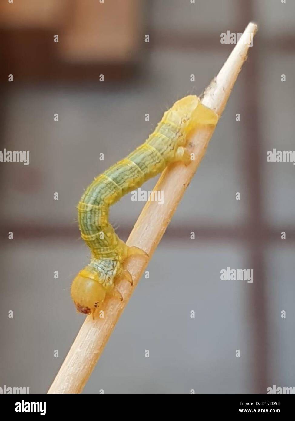 Geometer Moths (Geometridae Stock Photo - Alamy