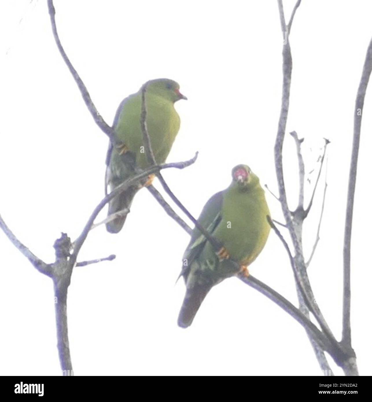 African Green-Pigeon (Treron calvus Stock Photo - Alamy