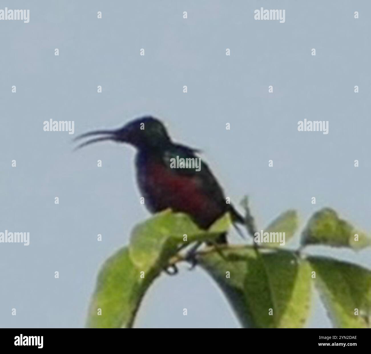 Superb Sunbird (Cinnyris superbus Stock Photo - Alamy