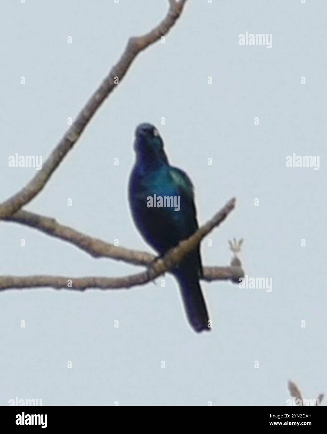 Splendid starling hi-res stock photography and images - Alamy