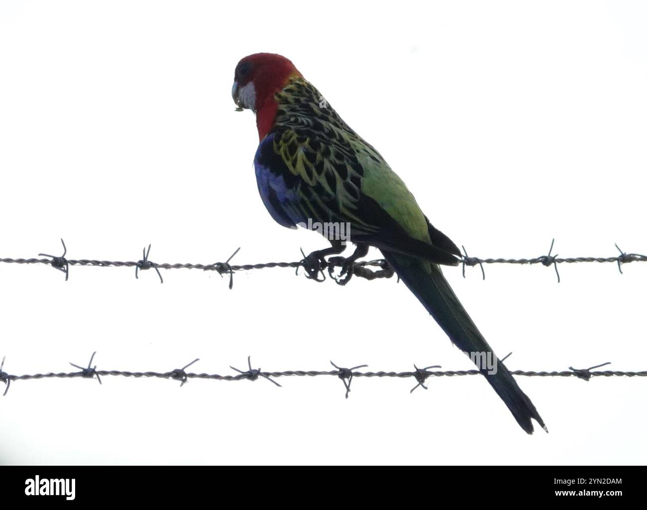 Eastern Rosella (Platycercus eximius Stock Photo - Alamy