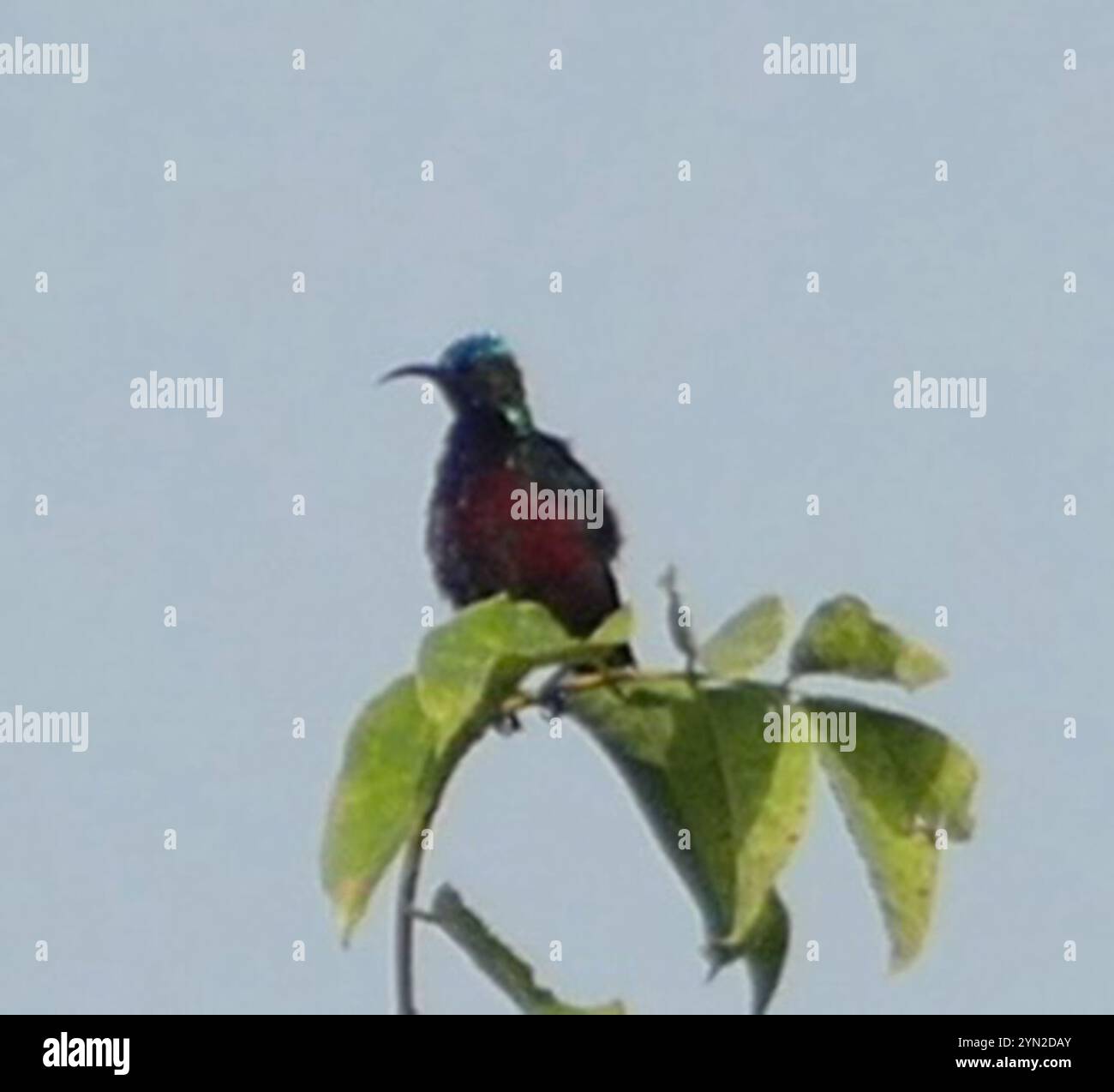 Superb Sunbird (Cinnyris superbus Stock Photo - Alamy