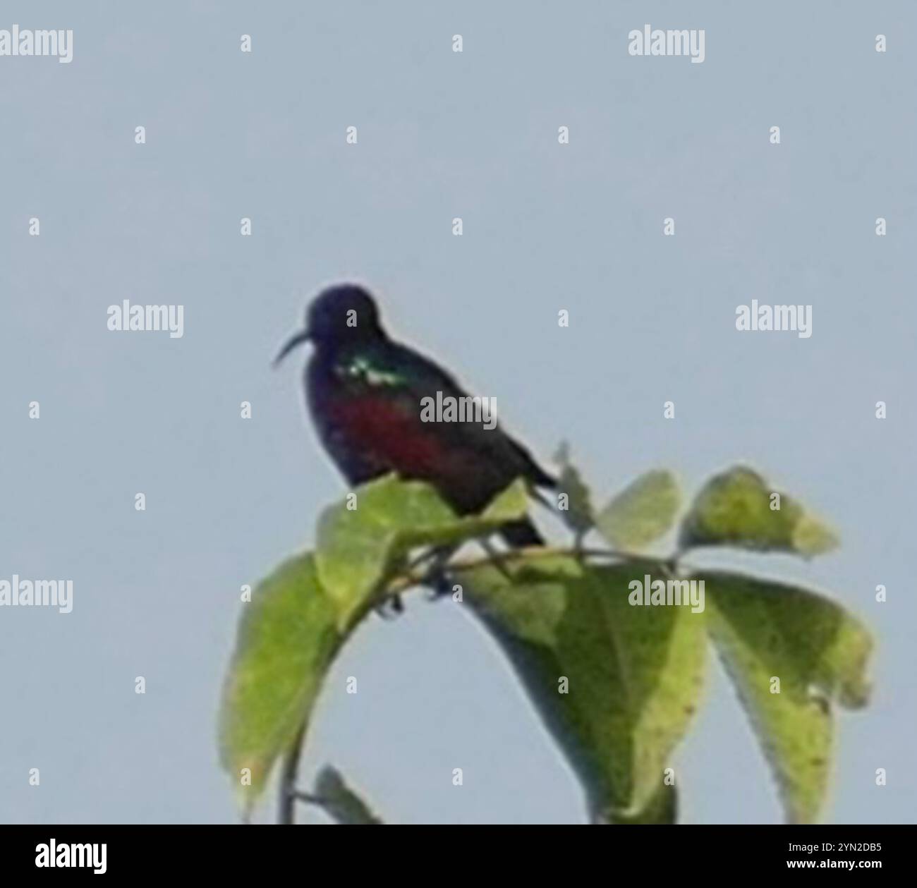 Superb Sunbird (Cinnyris superbus Stock Photo - Alamy