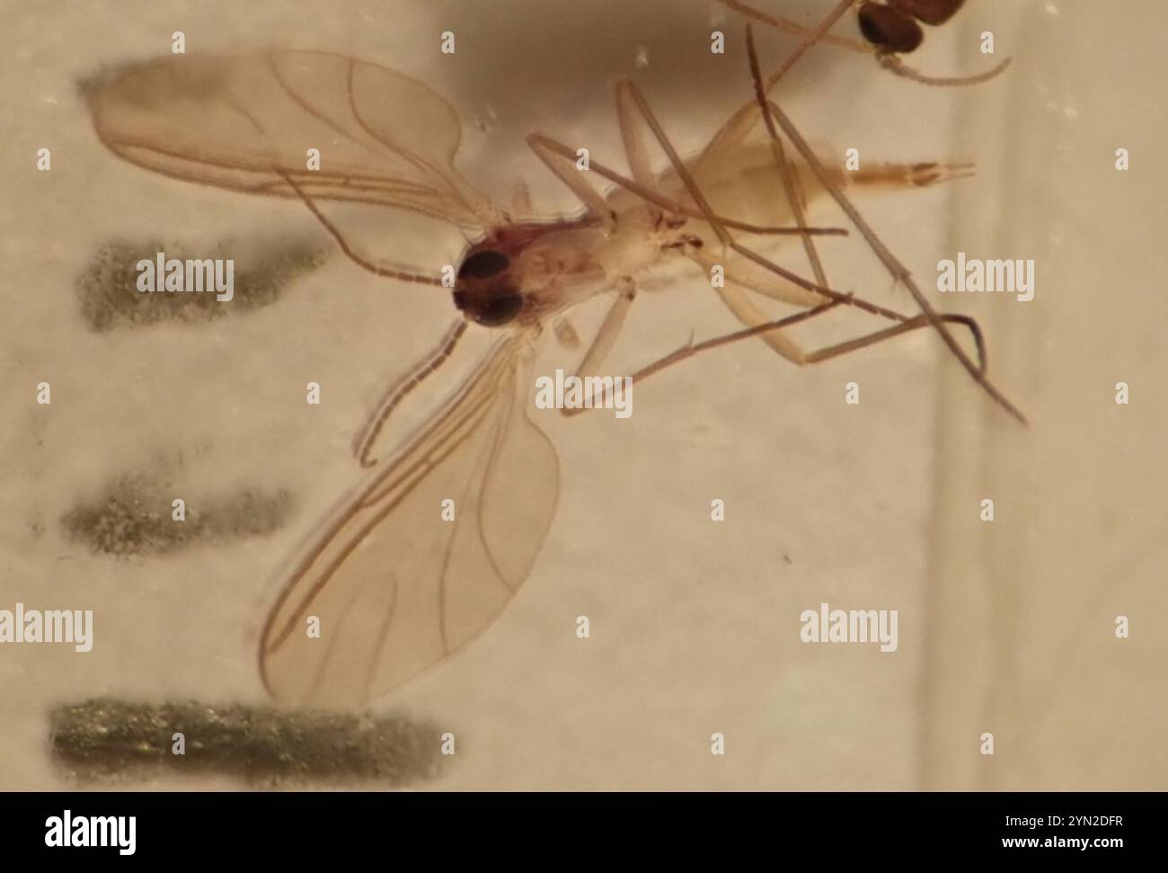 Dark-winged Fungus Gnats (Sciaridae Stock Photo - Alamy