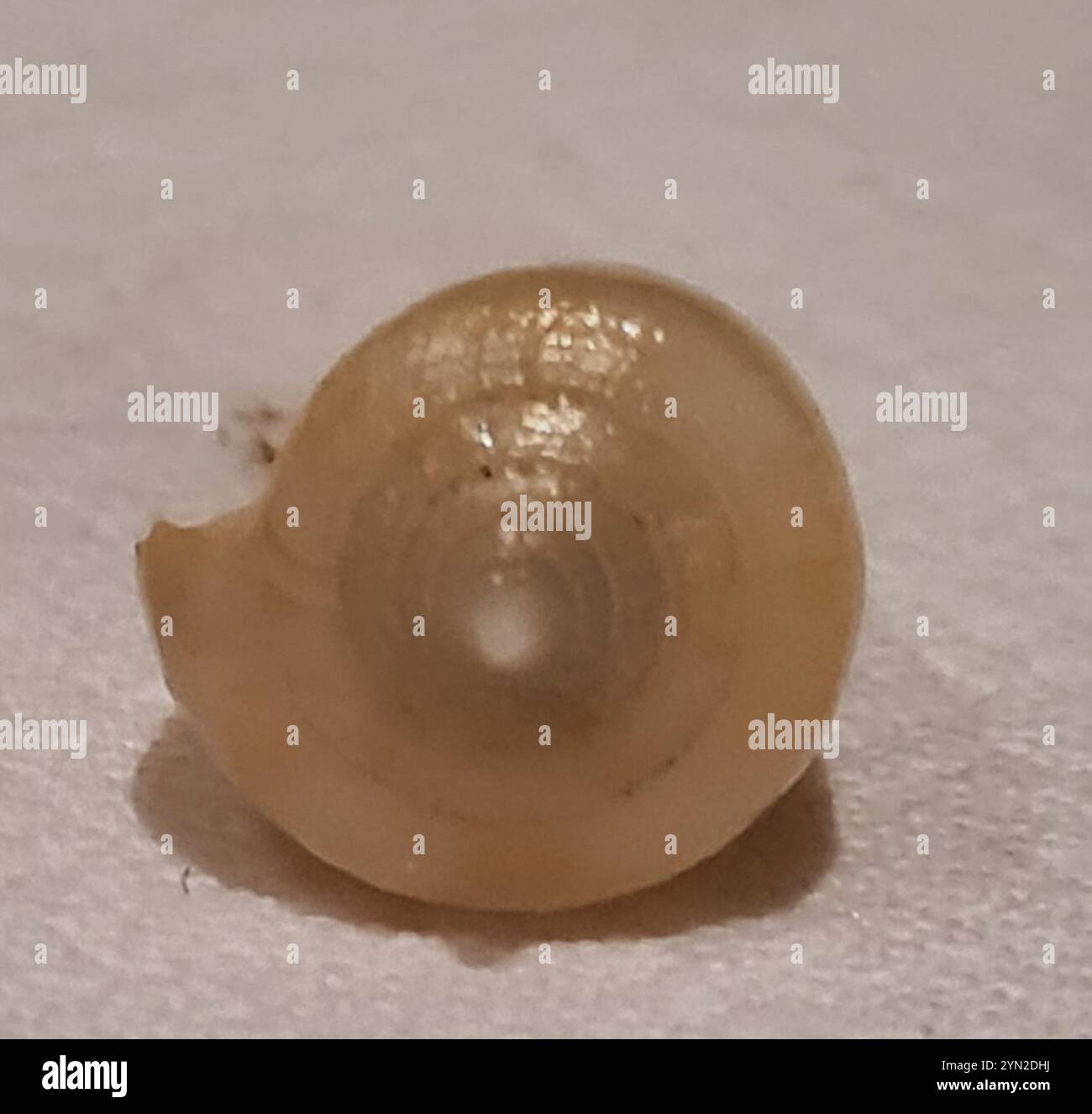 Conidae hi-res stock photography and images - Alamy