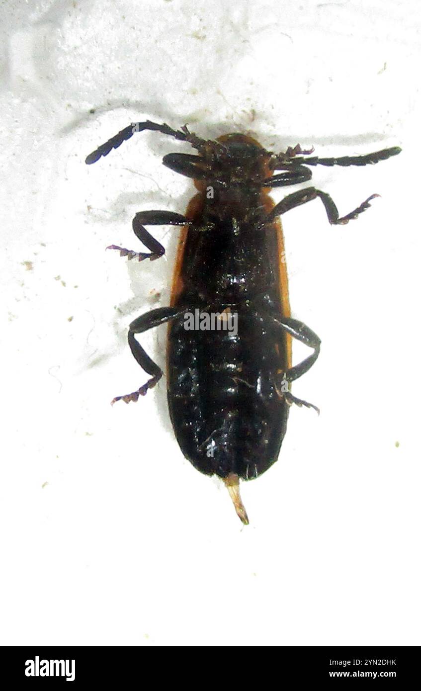 Net-winged Beetles (Lycidae Stock Photo - Alamy