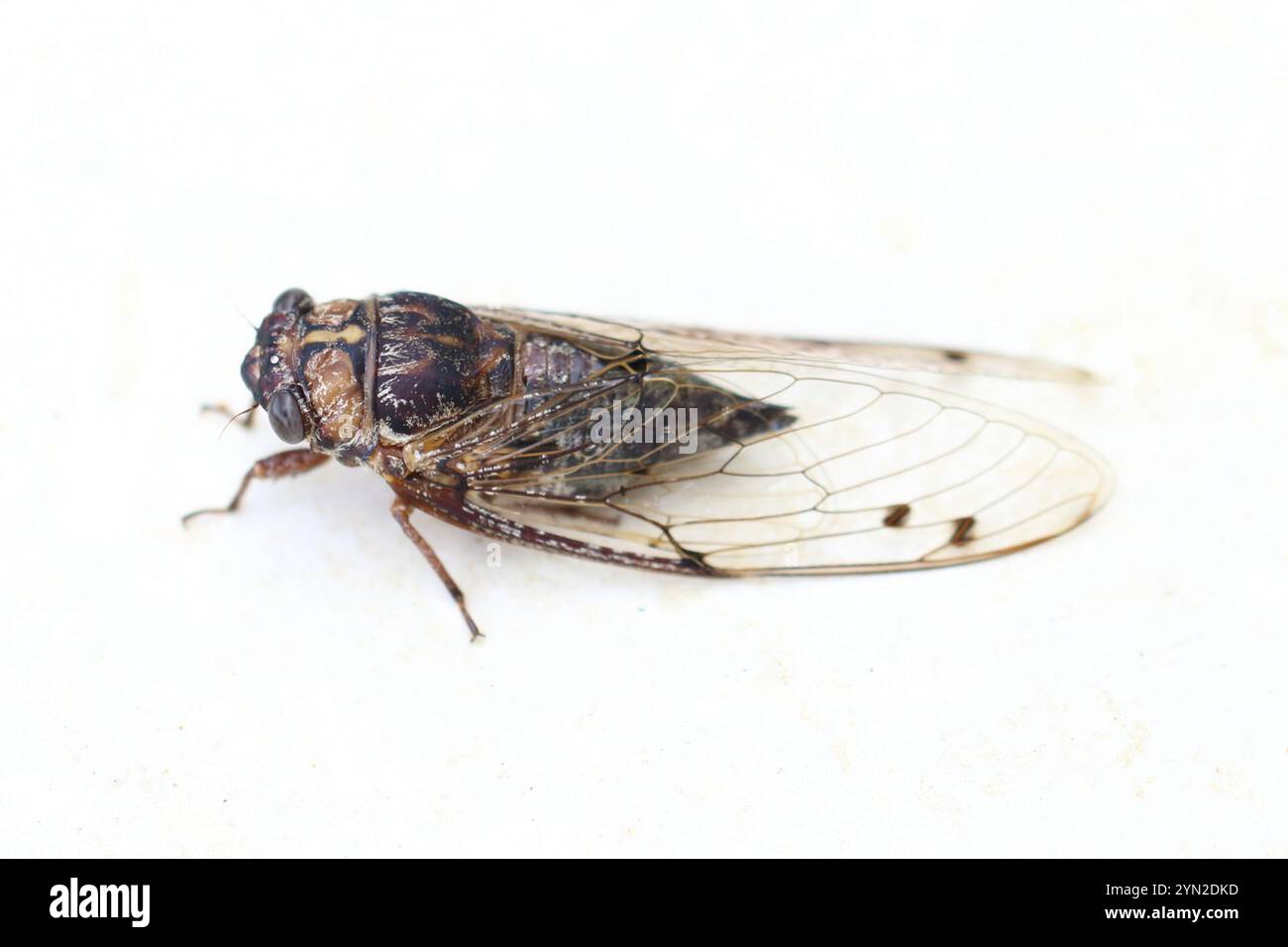 Floury Baker (Aleeta curvicosta Stock Photo - Alamy