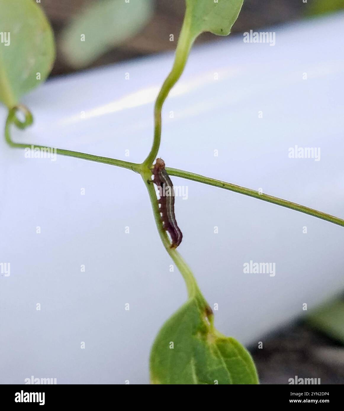 Armyworm Moths (Spodoptera Stock Photo - Alamy
