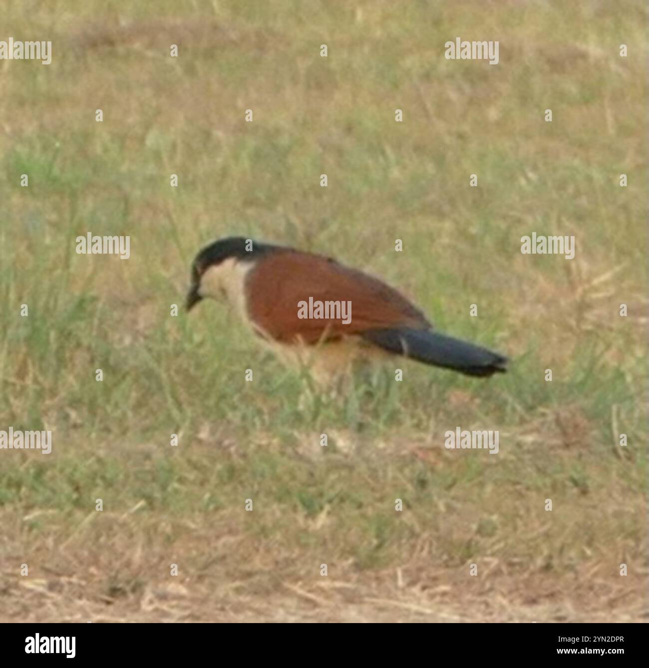 Senegal Coucal (Centropus senegalensis Stock Photo - Alamy