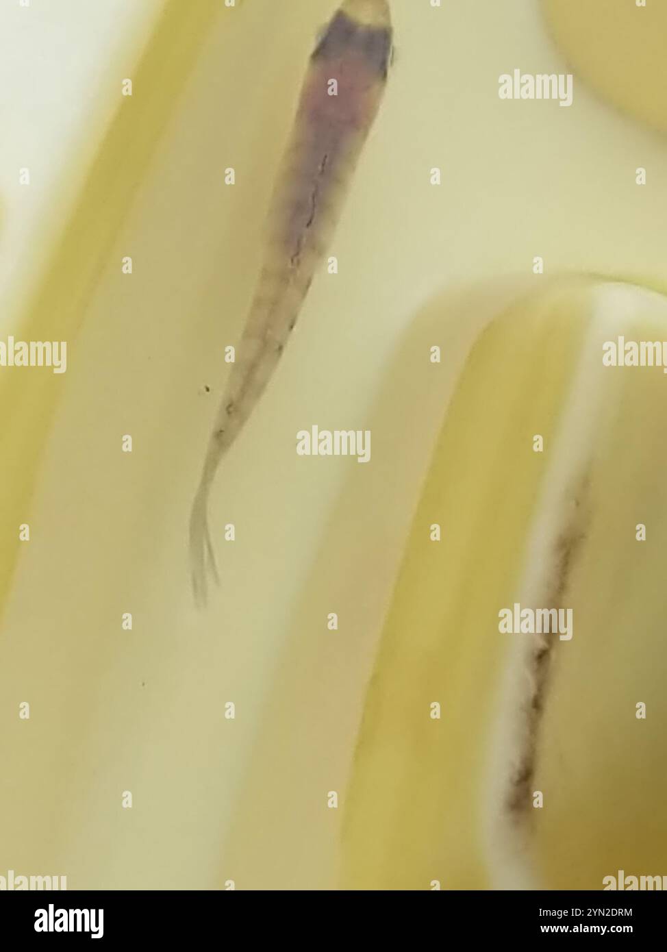 Common Sunfishes (Lepomis Stock Photo - Alamy