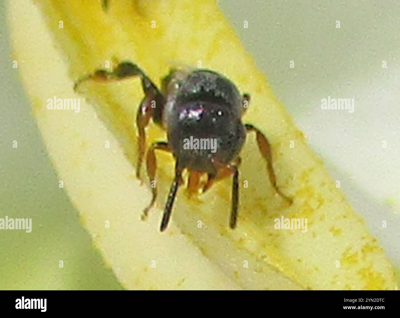 Stingless Bees (Meliponini Stock Photo - Alamy