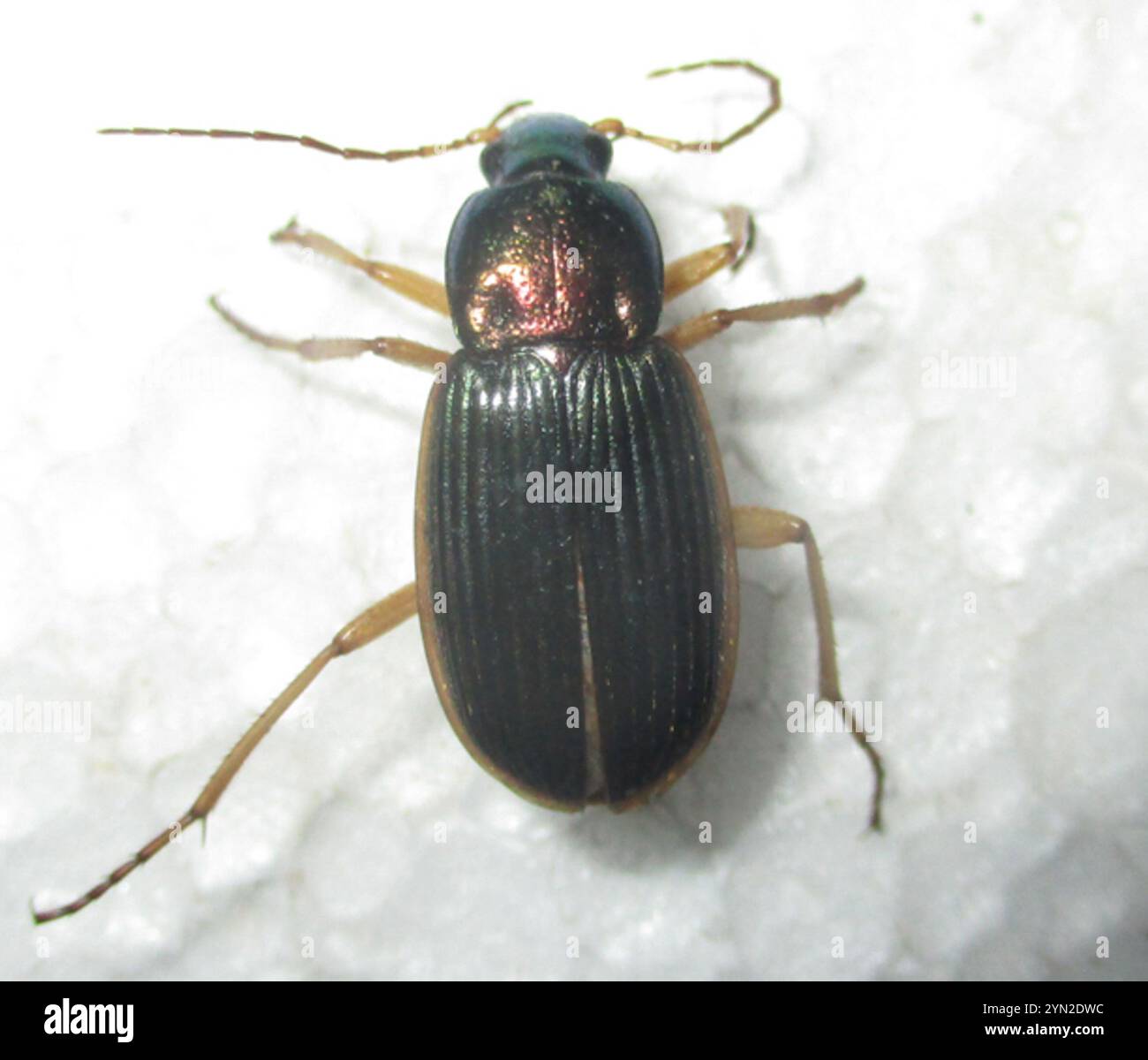 Vivid Metallic Ground Beetles (Chlaenius Stock Photo - Alamy