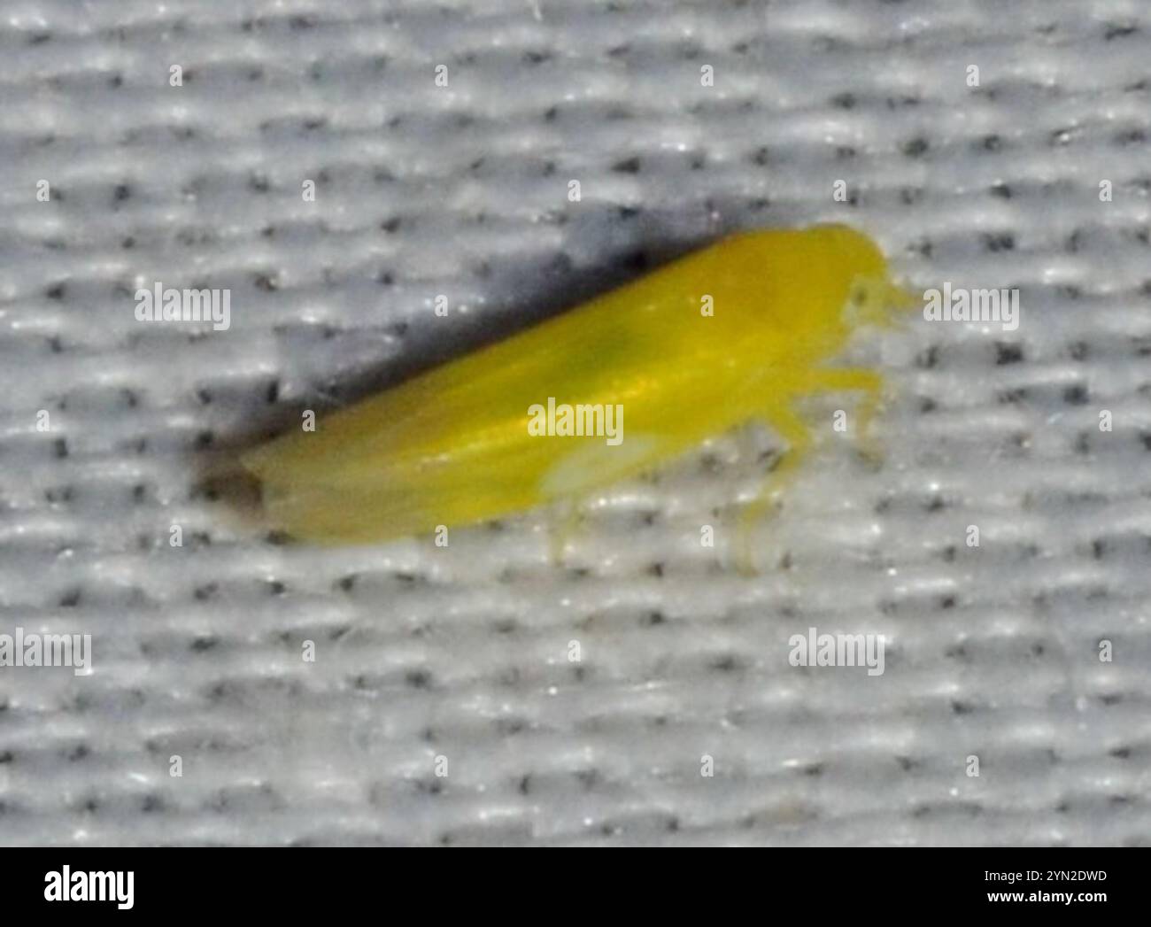 Alebra hi-res stock photography and images - Alamy