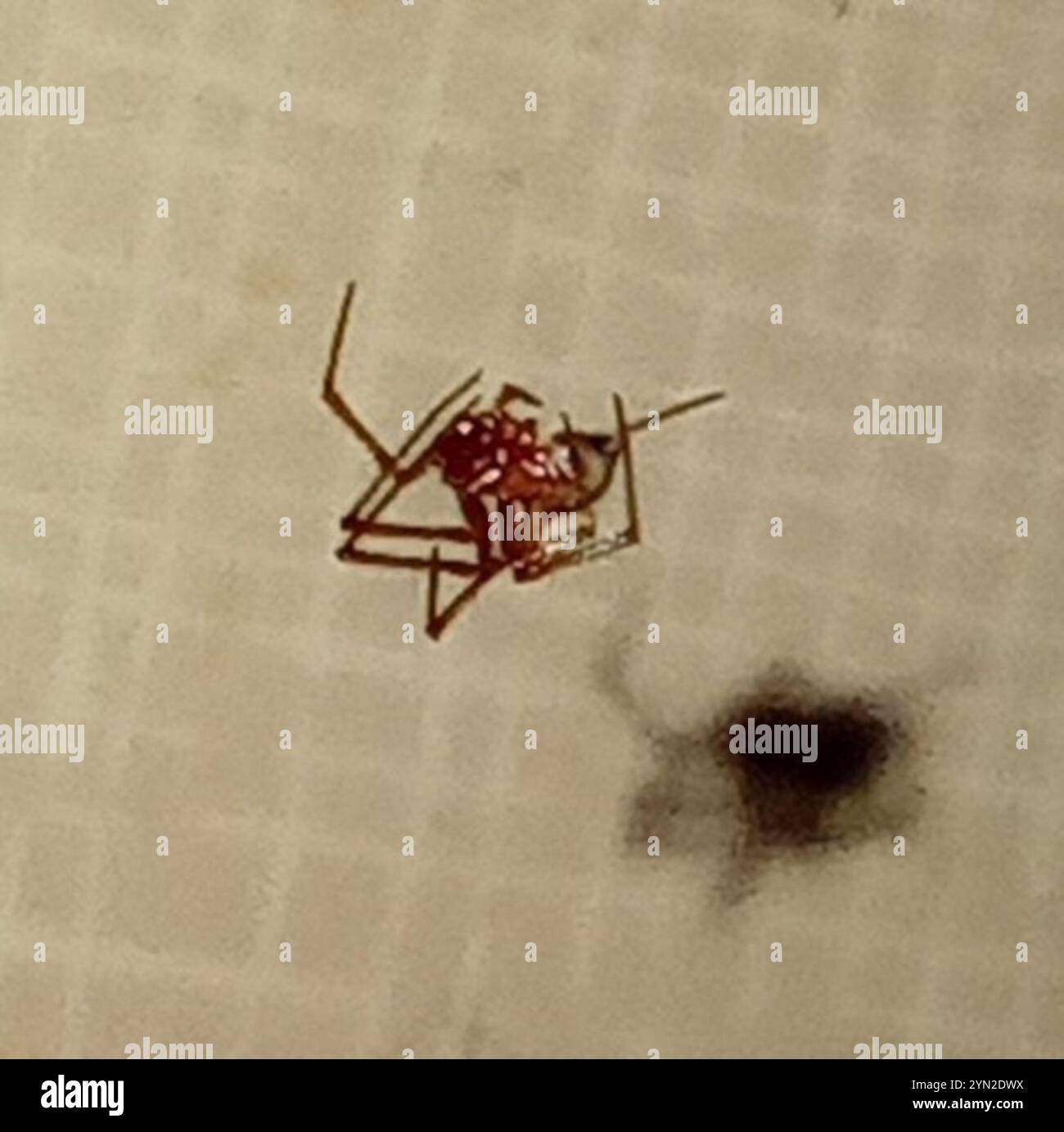 Nesticodes rufipes hi-res stock photography and images - Alamy