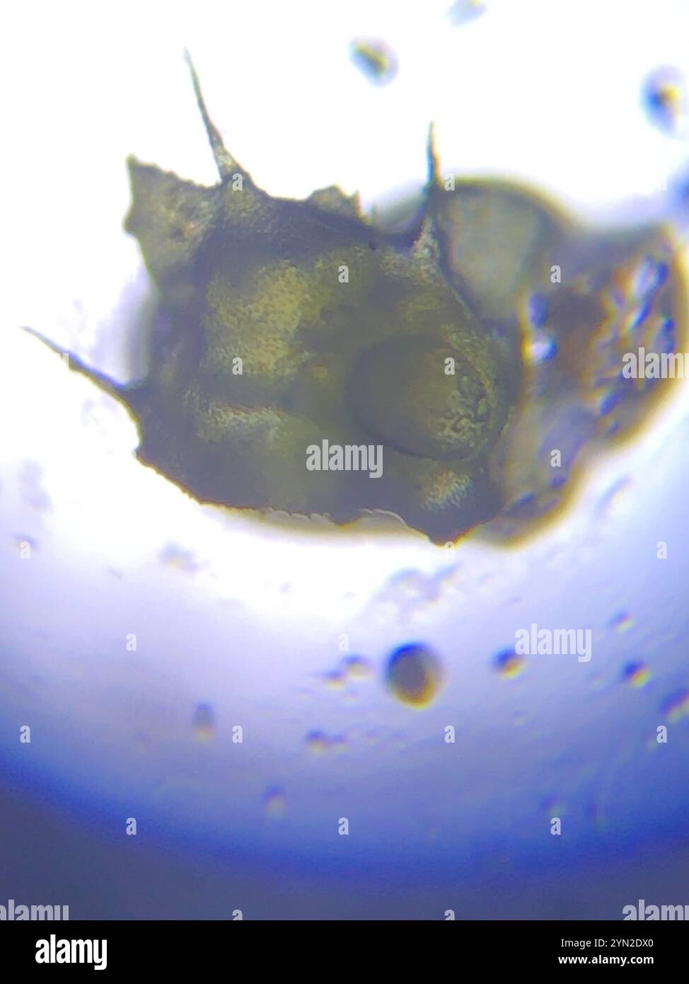 Common Thelia (Thelia hirtella Stock Photo - Alamy