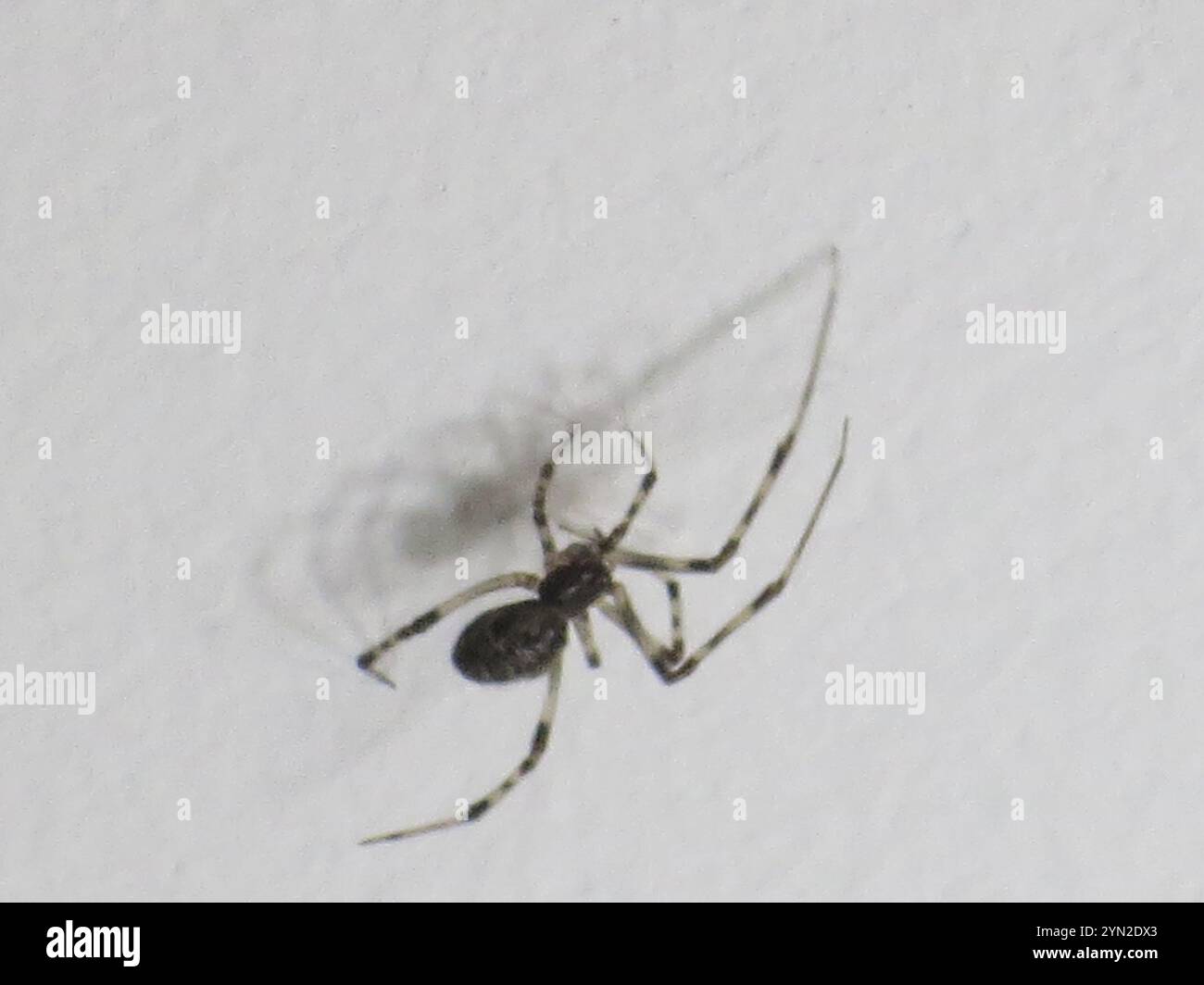 Common House Spider (Parasteatoda tepidariorum Stock Photo - Alamy