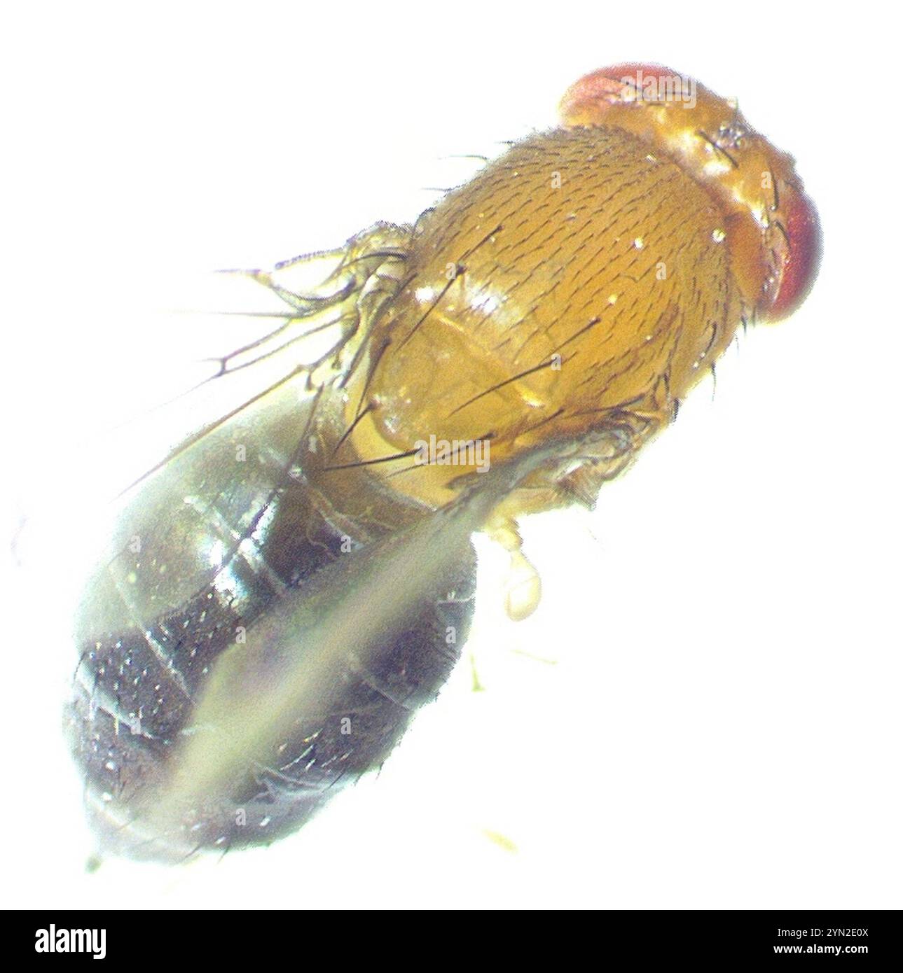 Small Fruit Flies (Drosophila Stock Photo - Alamy