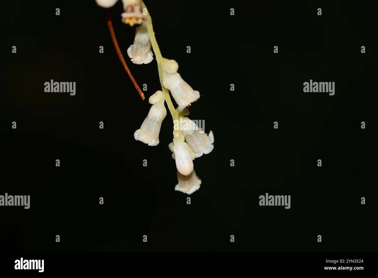 giant dodder (Cuscuta reflexa Stock Photo - Alamy