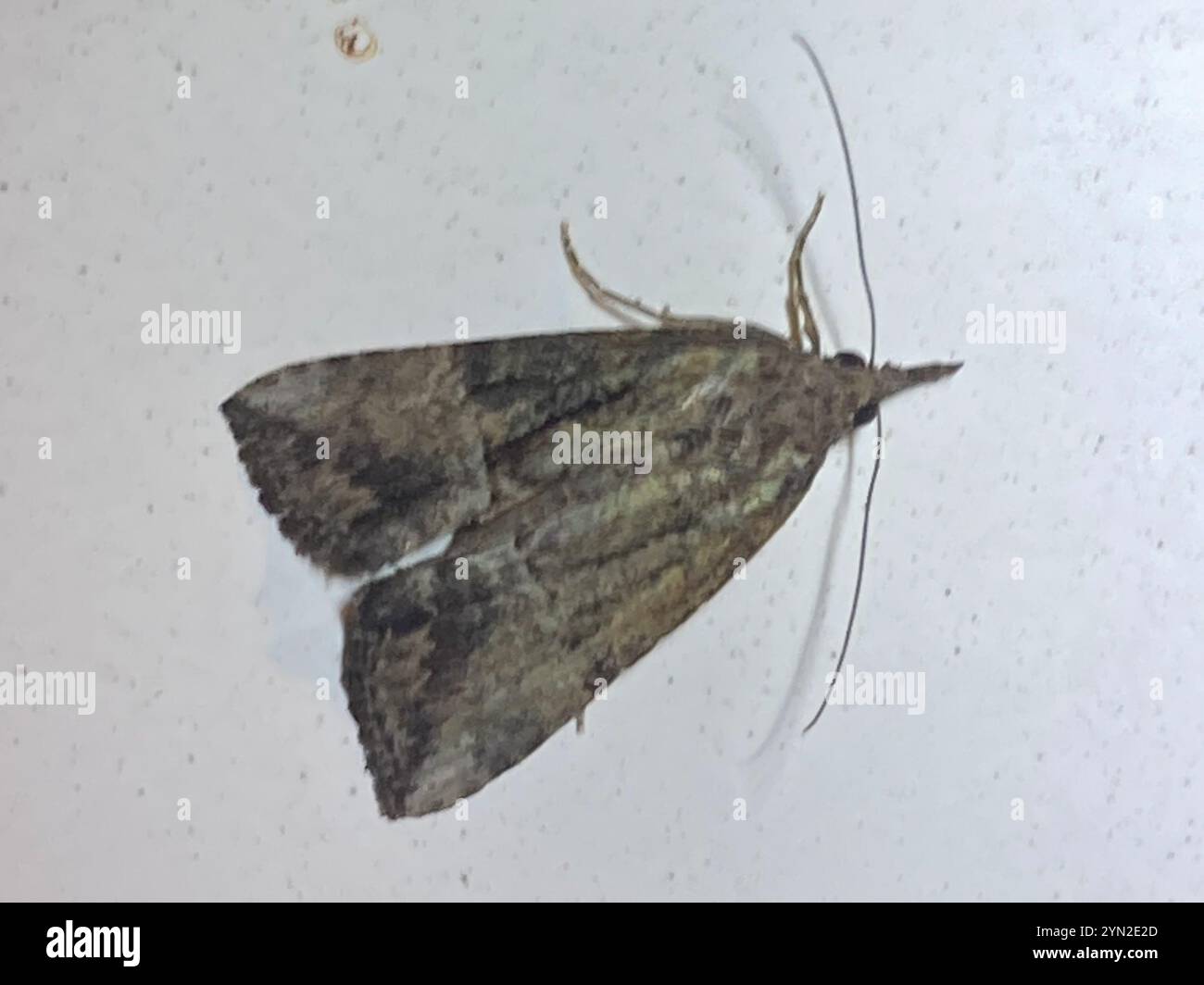 Green Cloverworm Moth (Hypena scabra Stock Photo - Alamy