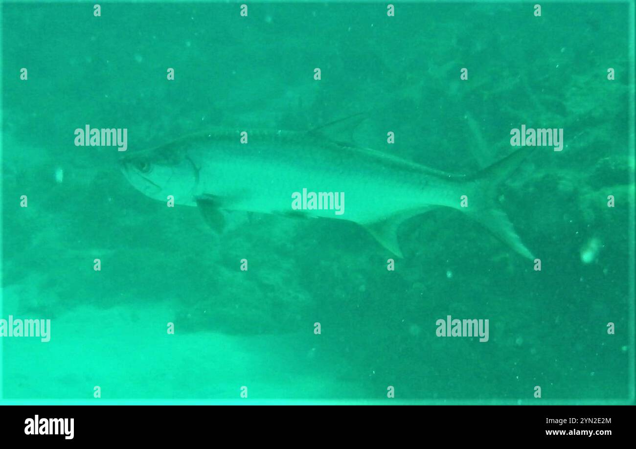 Atlantic Tarpon (Megalops atlanticus Stock Photo - Alamy