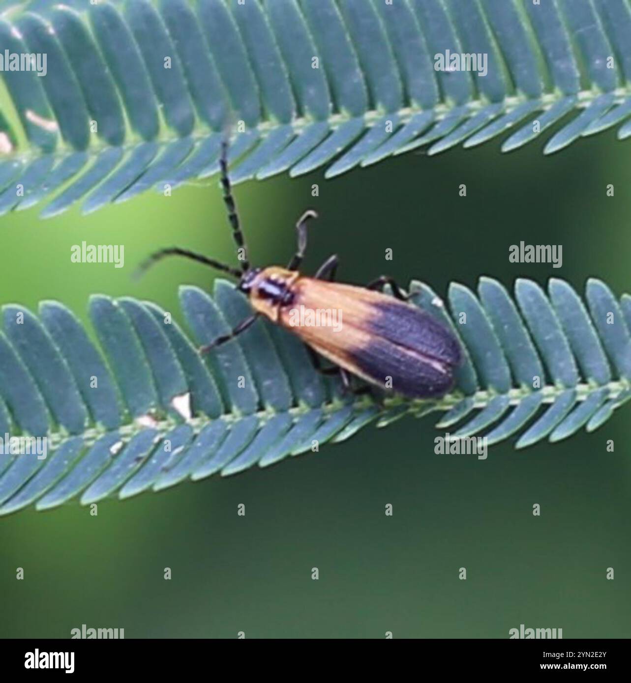 Net-winged Beetles (Lycidae Stock Photo - Alamy