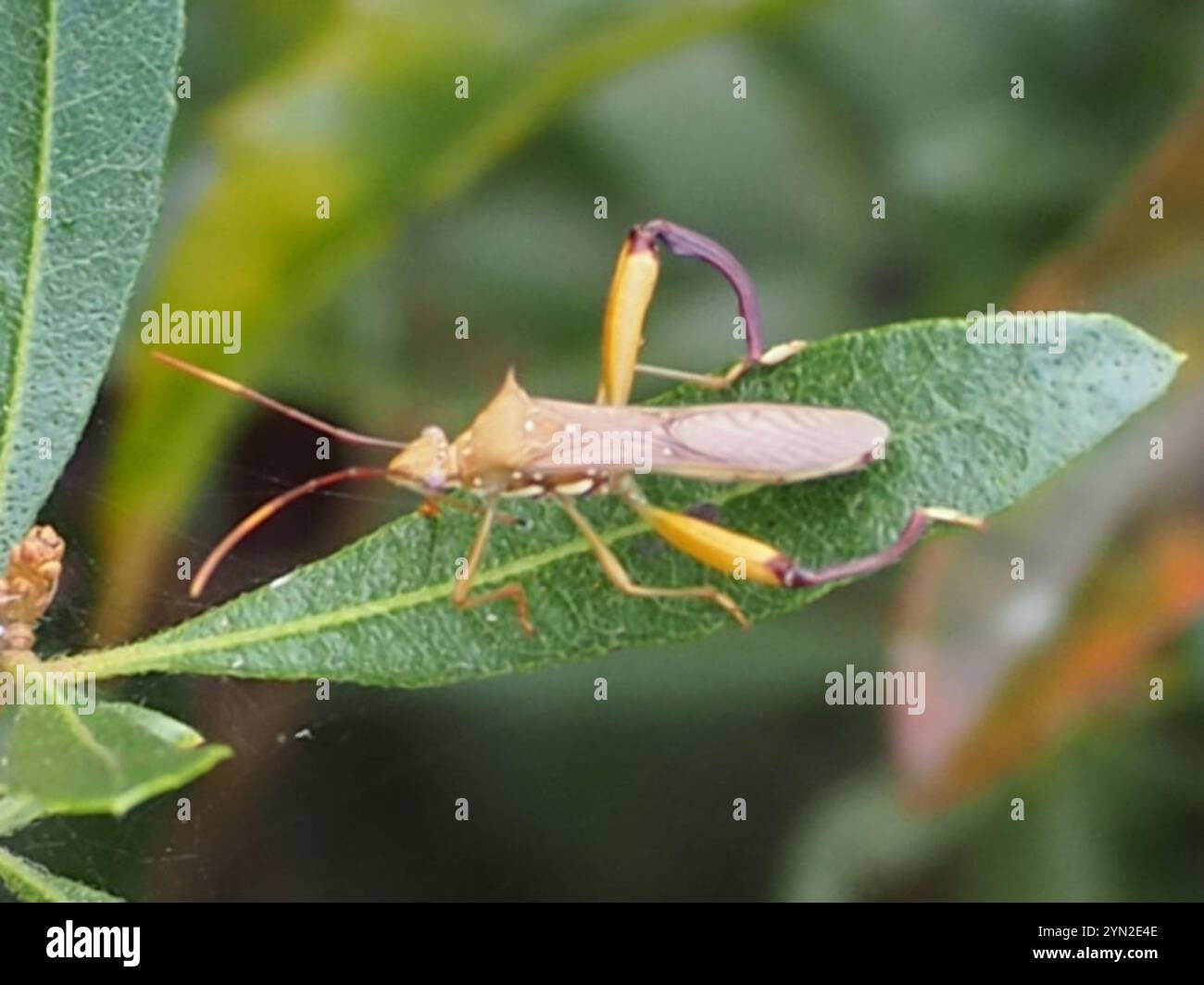 Hyalymenus hi-res stock photography and images - Alamy