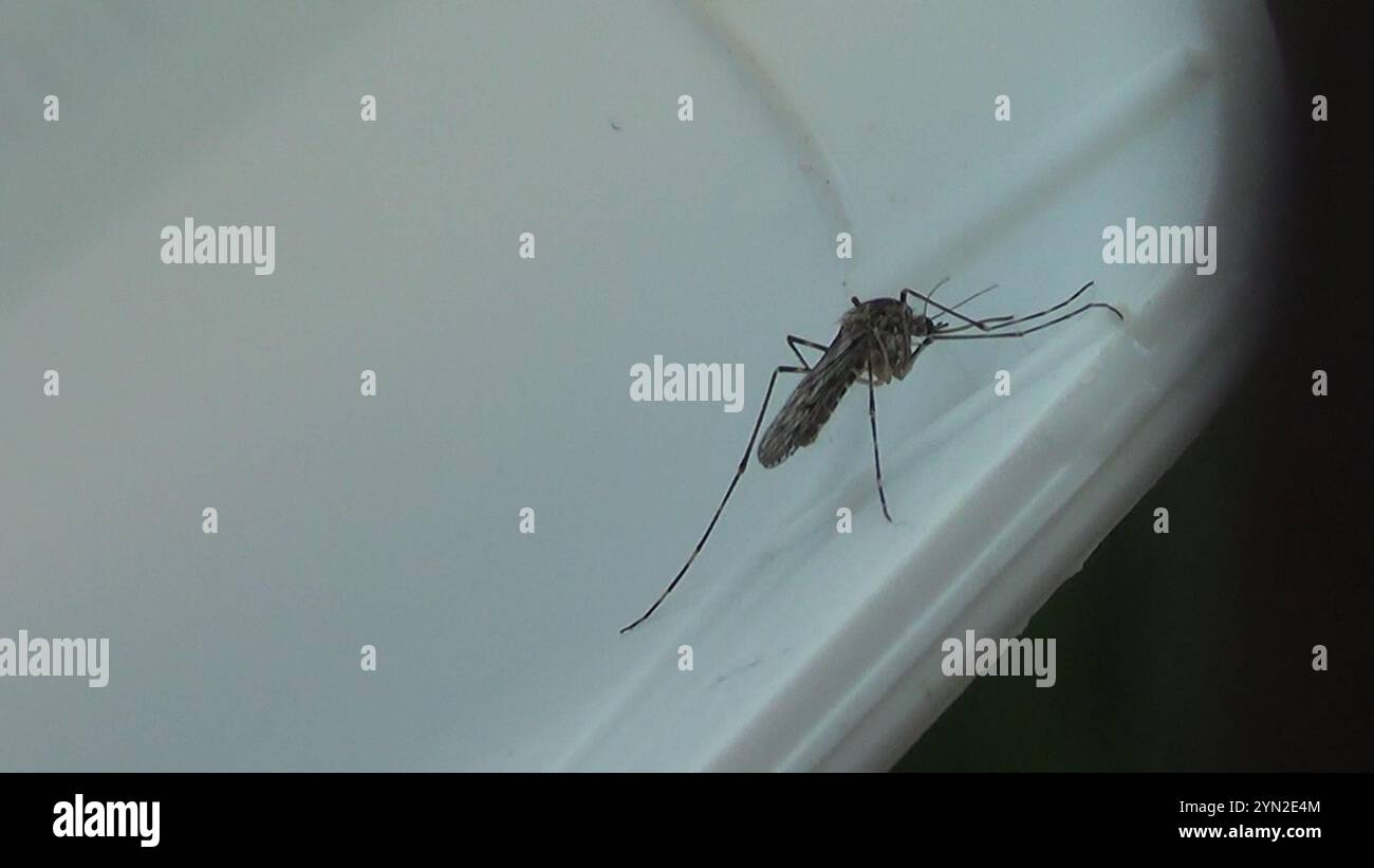 Banded house mosquito (Culiseta annulata Stock Photo - Alamy